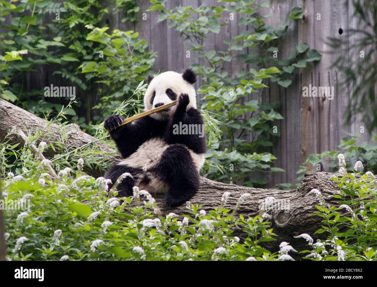 Giant Panda. Tai Shan,Species: melanoleuca,Genus: Ailuropoda,Family ...