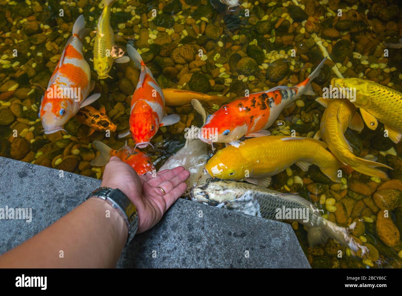 Man fishes in pond hi-res stock photography and images - Alamy