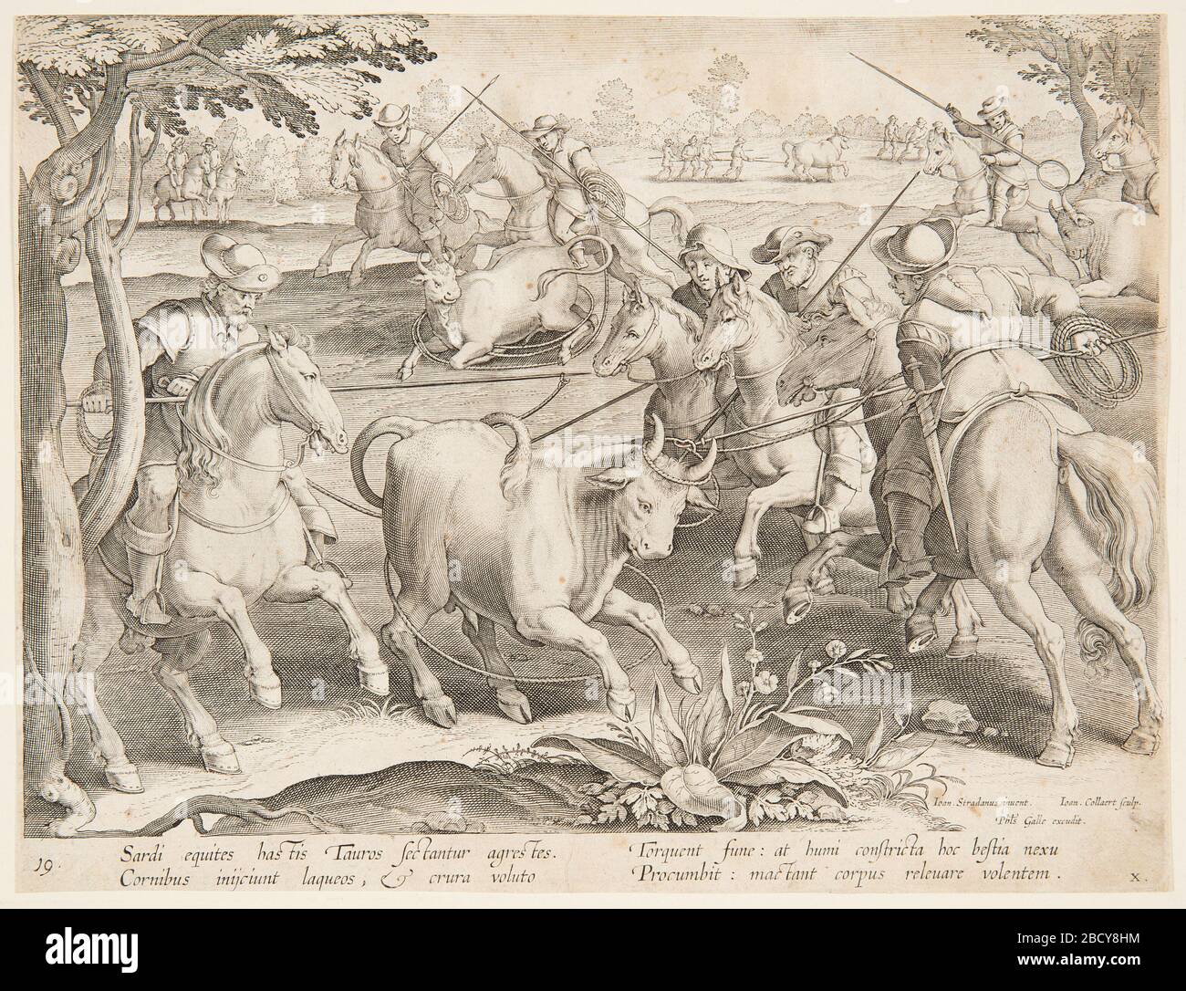 Trapping wild bulls hi-res stock photography and images - Alamy