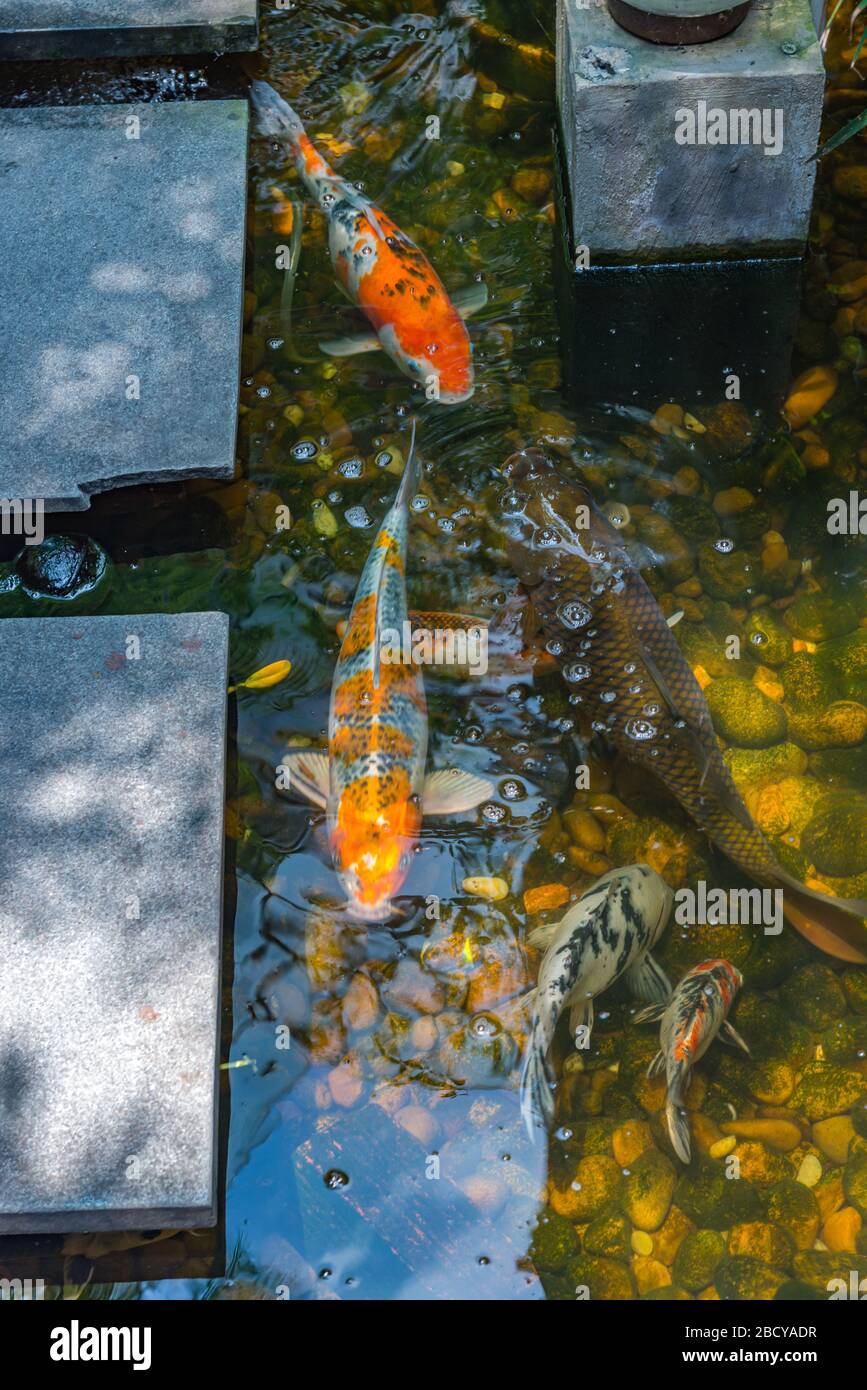 Top view photo of beautiful Japanese Koi fishes swimming Stock Photo ...