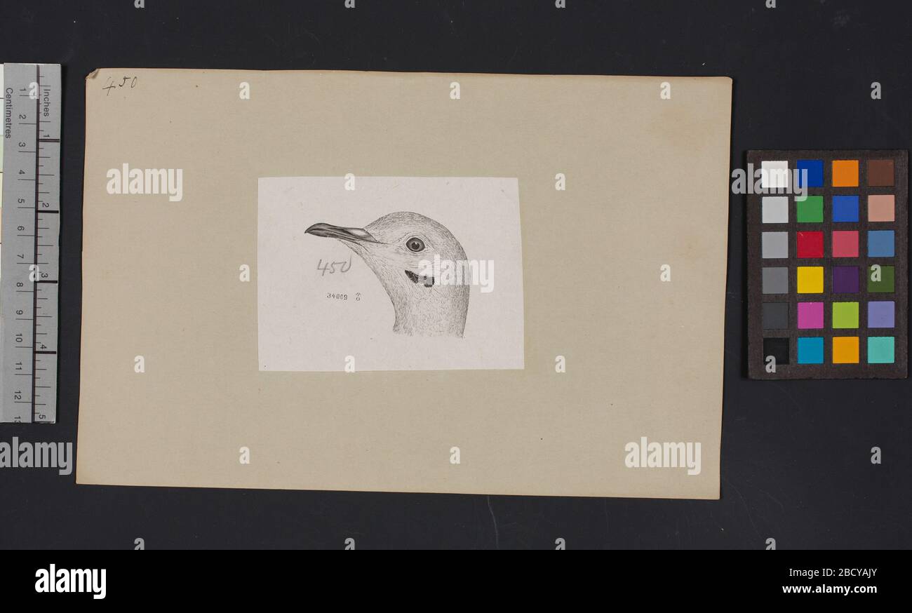 Robert Ridgway Bird Head Drawing 450. This drawing or engravings of ...