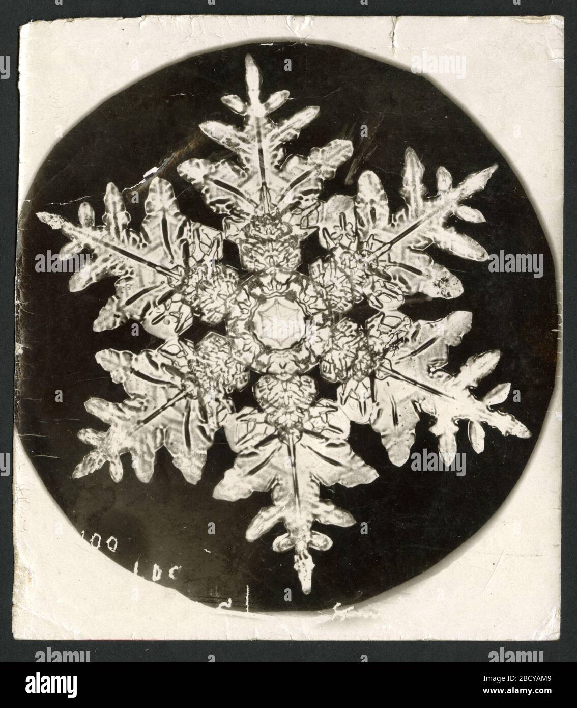 Wilson Bentleys Snowflake 990 c 1890. Alternate ID: SPI 277Wilson A ...