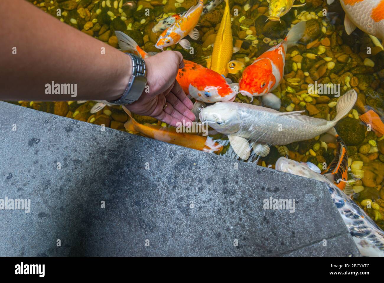 Man feeding japanese koi hi-res stock photography and images - Alamy