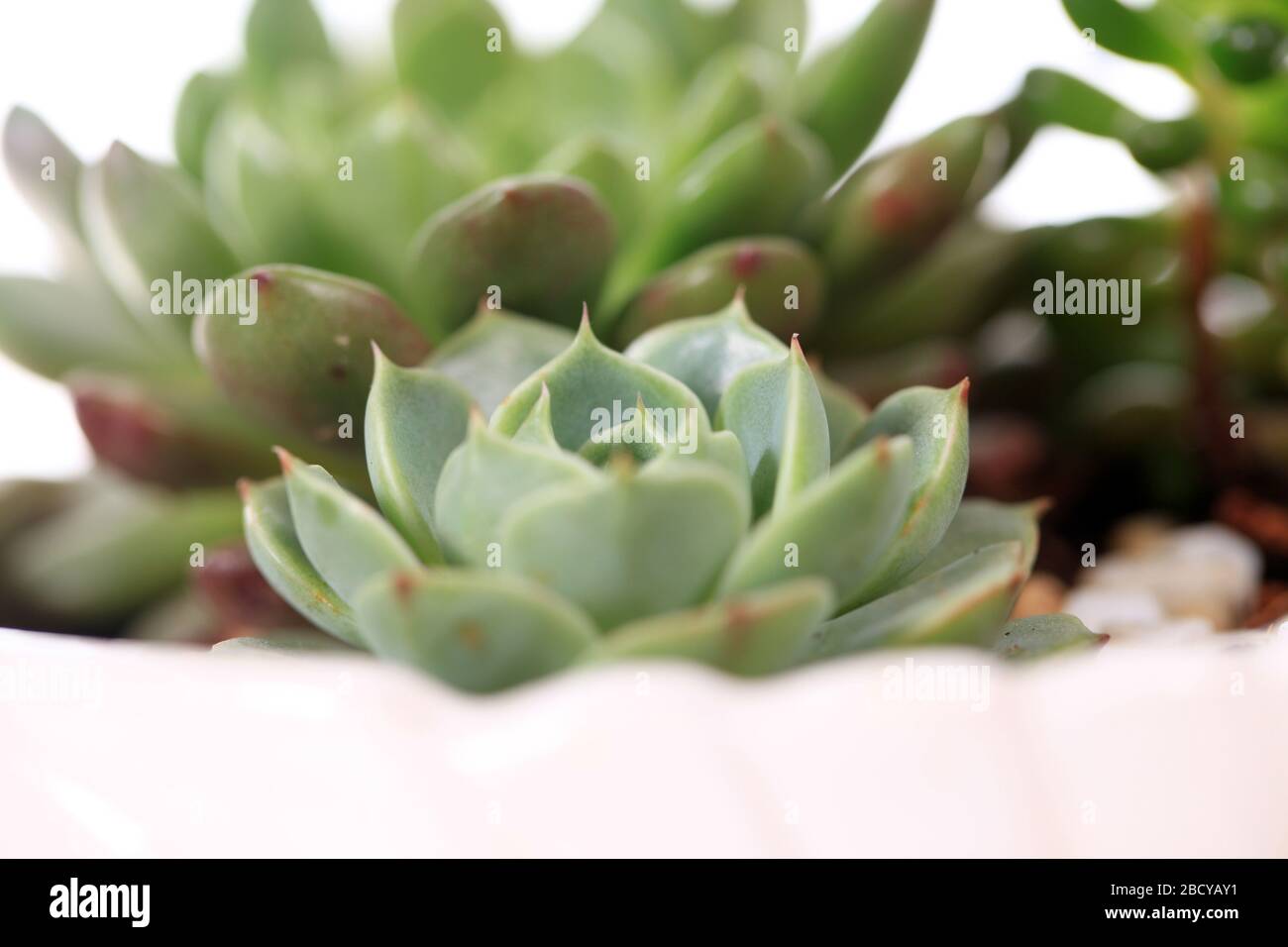 Succulent plant, close-up, shot in the studio Stock Photo - Alamy