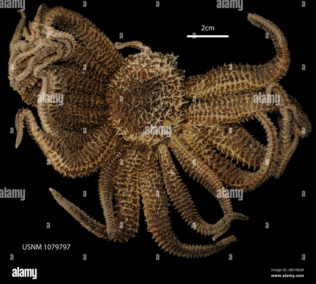 Labidiaster radiosus. 9 Oct 20144041 Labidiaster radiosus Stock Photo ...