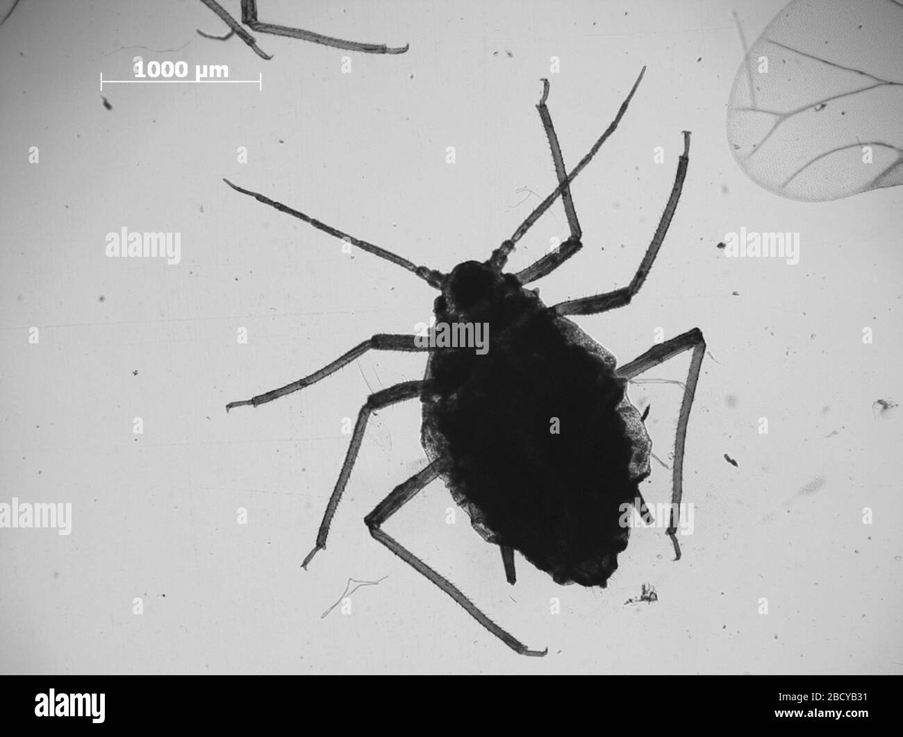 Lupini Black and White Stock Photos & Images - Alamy