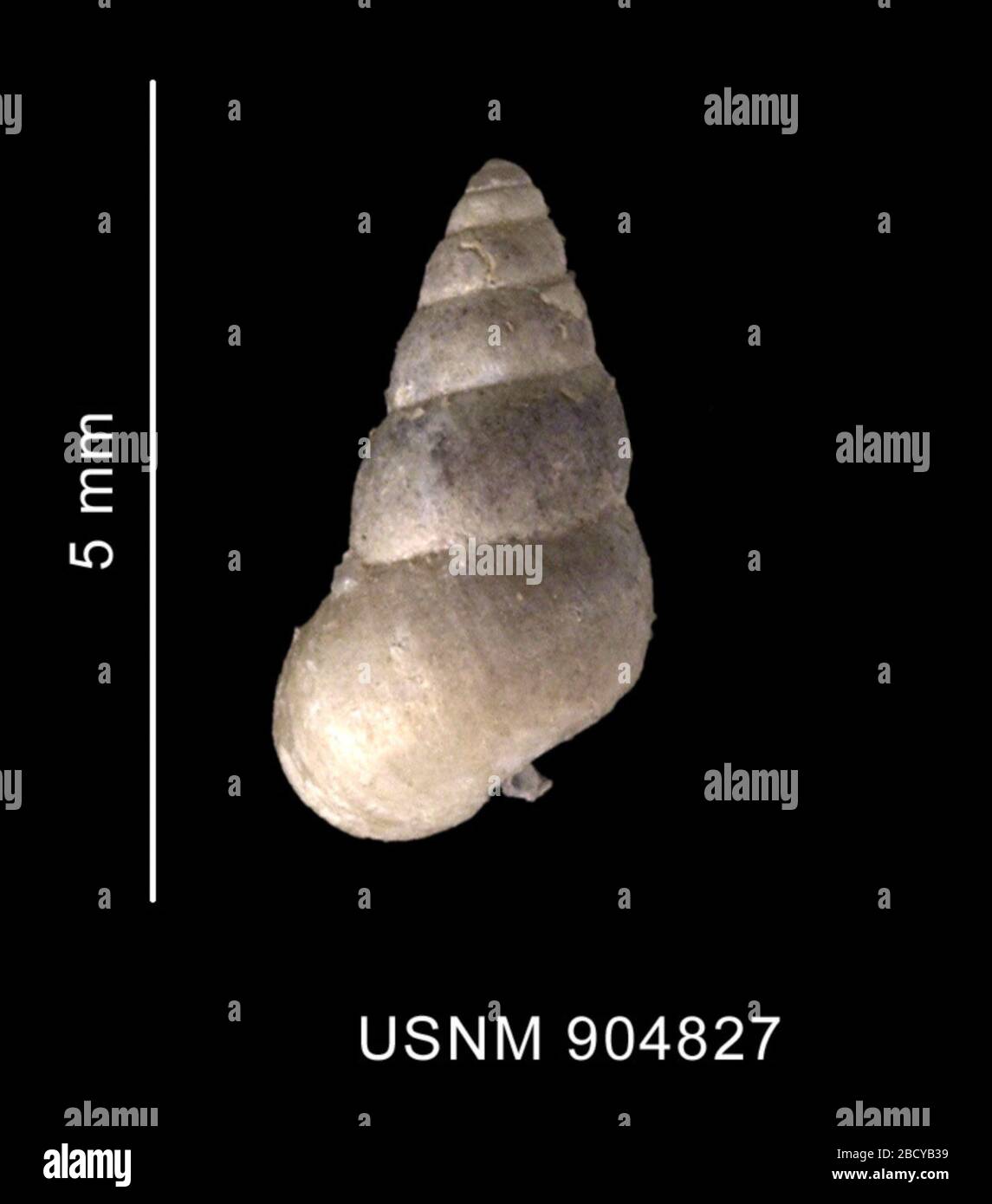 Kerguelensis hi-res stock photography and images - Alamy