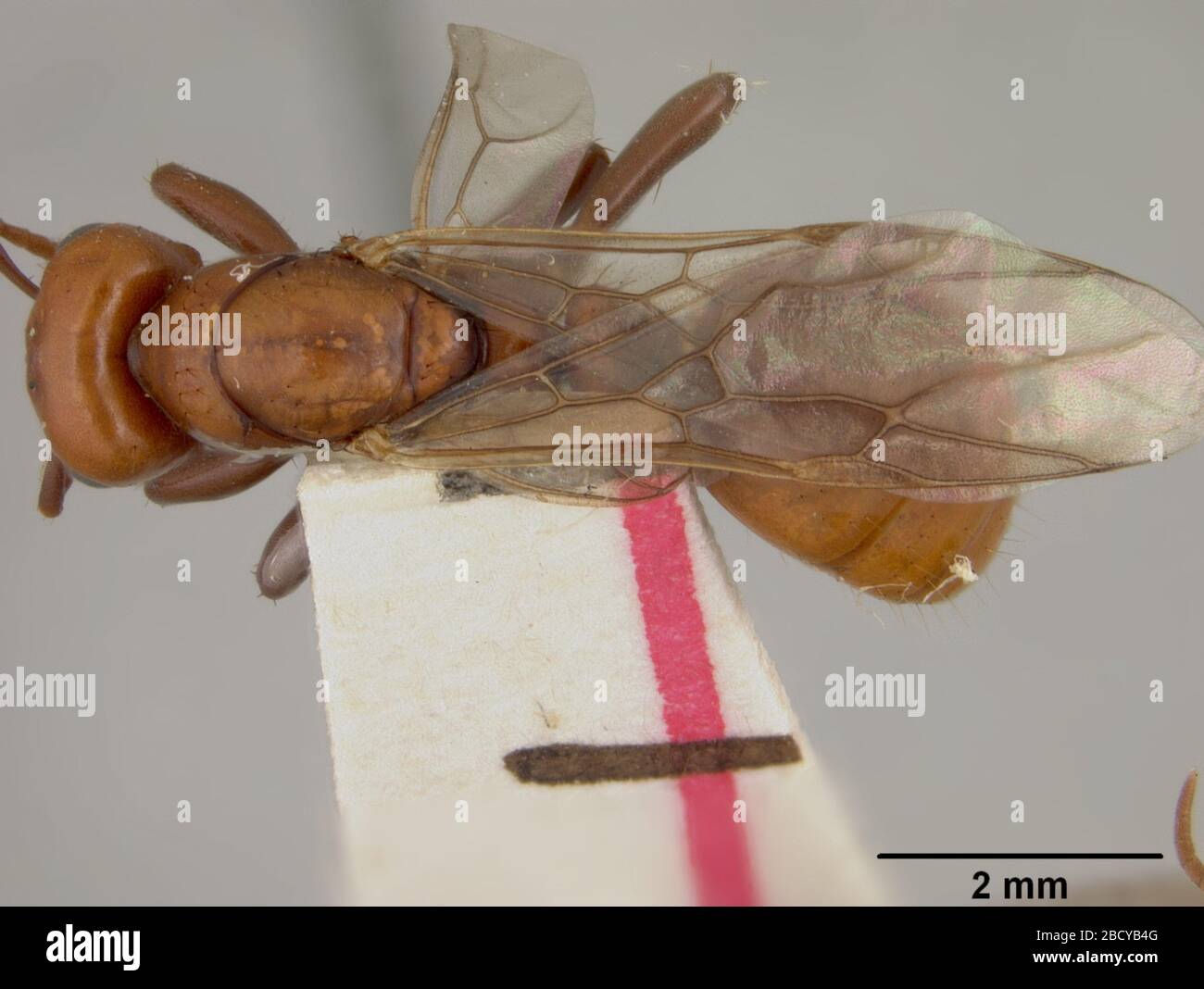 Montivagus hi-res stock photography and images - Alamy