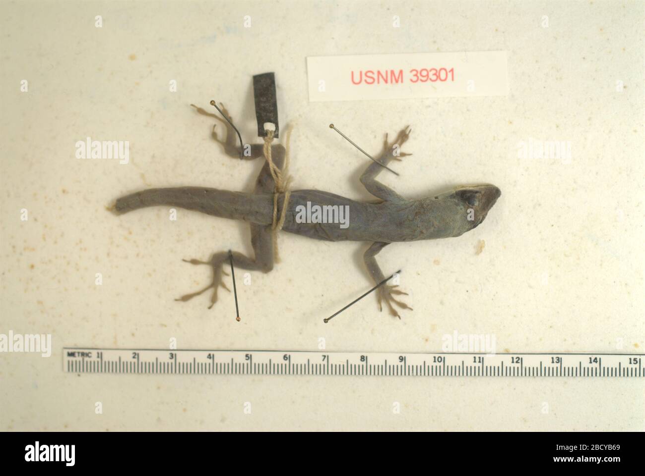 Anolis trinitatis hi-res stock photography and images - Alamy