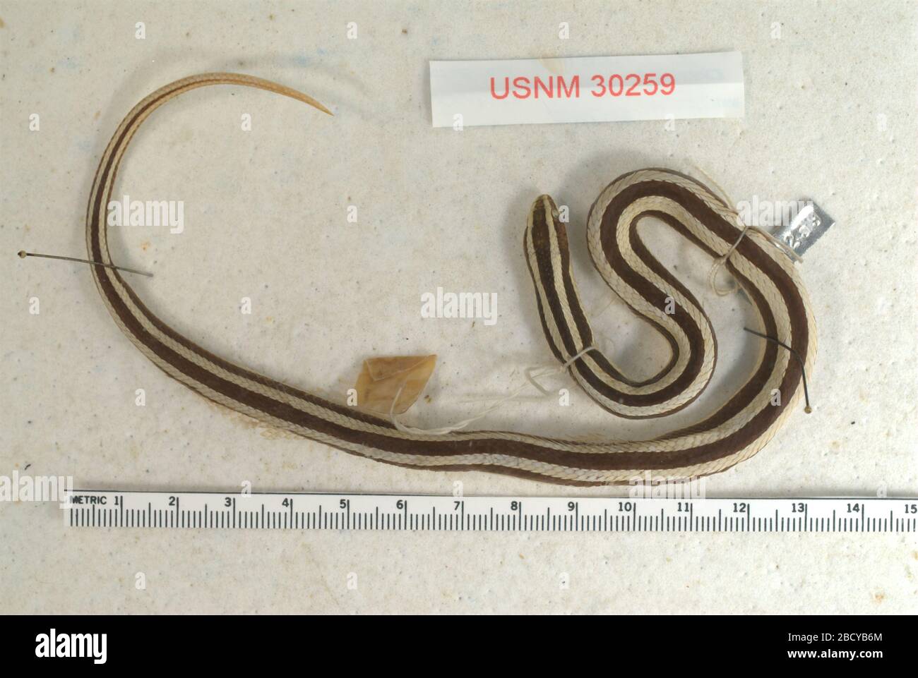 Study of reptilian biodiversity hi-res stock photography and images - Alamy