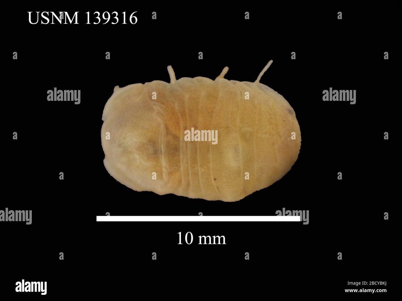 Sphaeroma serratum. 20 Oct 201412 Sphaeroma serratum Stock Photo - Alamy