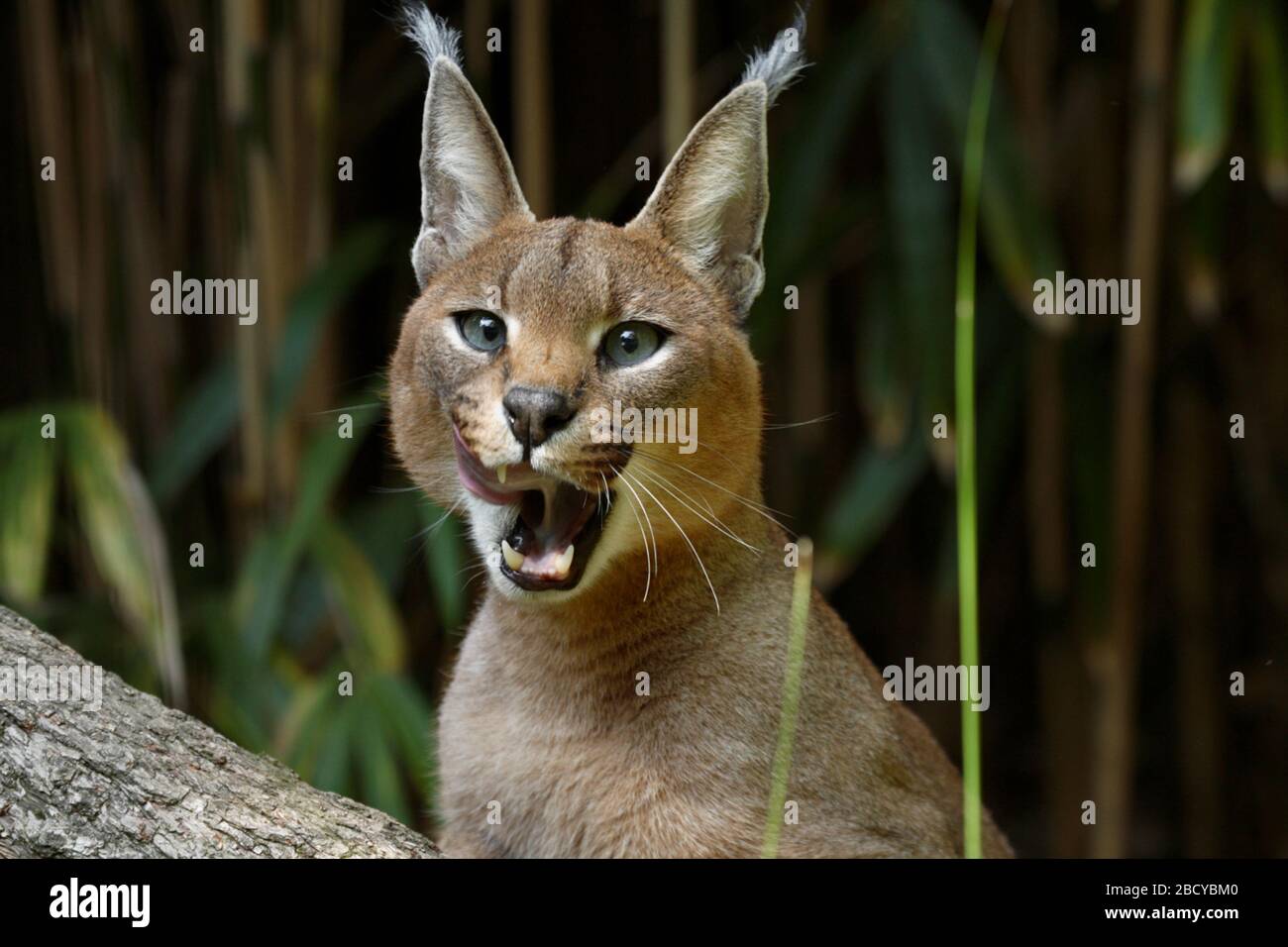 Caracal. male,Kibaru,Species: caracal,Genus: Caracal,Family: Felidae ...
