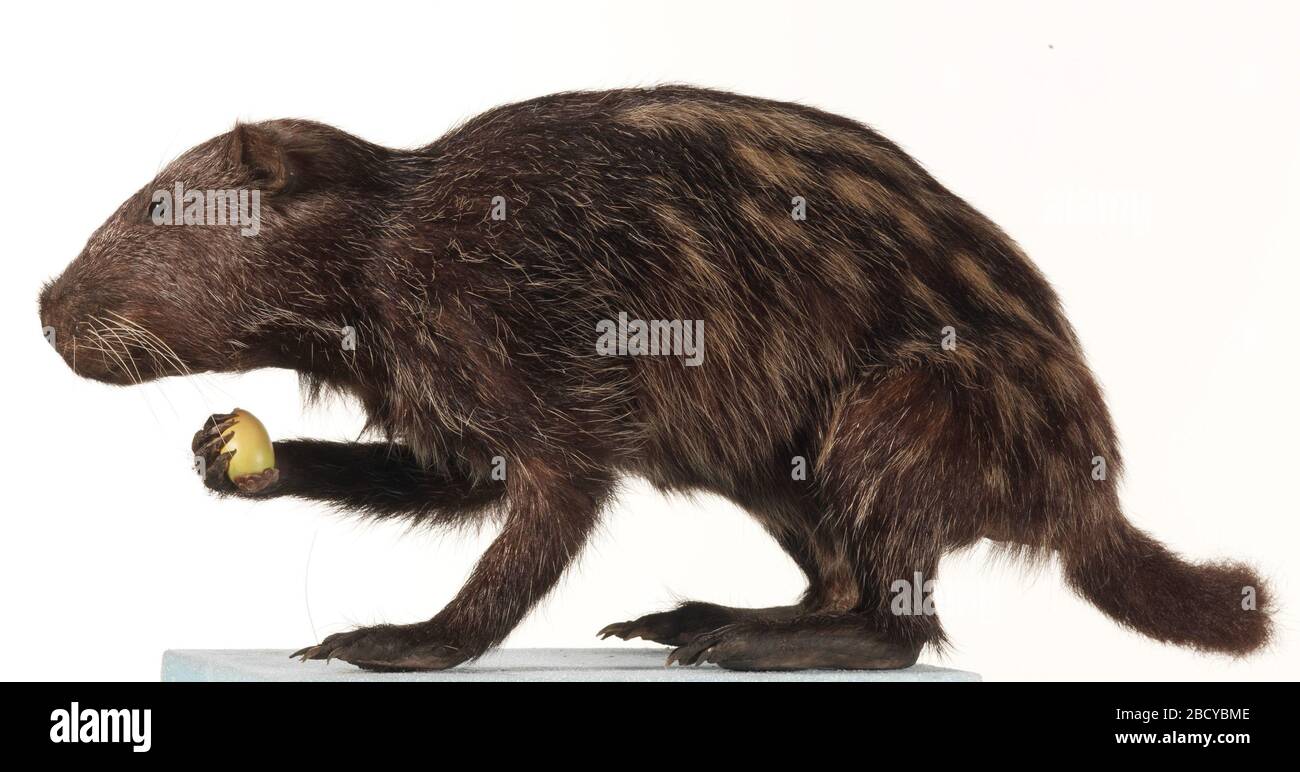 Dinomys hi-res stock photography and images - Alamy