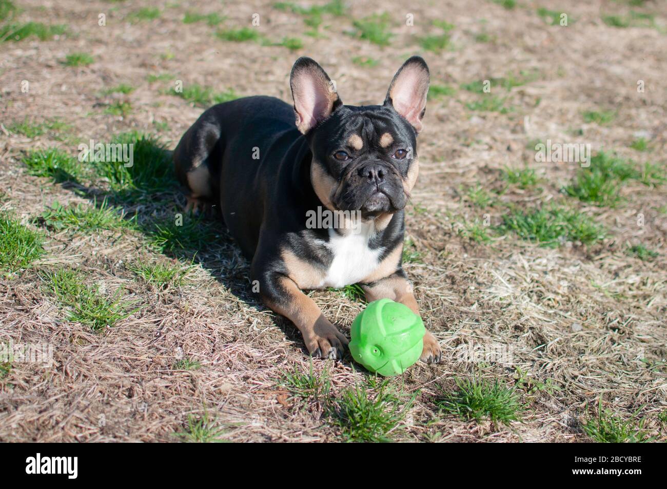 Handsome French bulldog puppy enjoying the spring weather Stock Photo ...