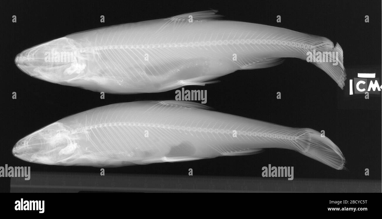 Mylocheilus caurinus. 420 Aug 20141 Mylocheilus caurinus Stock Photo ...