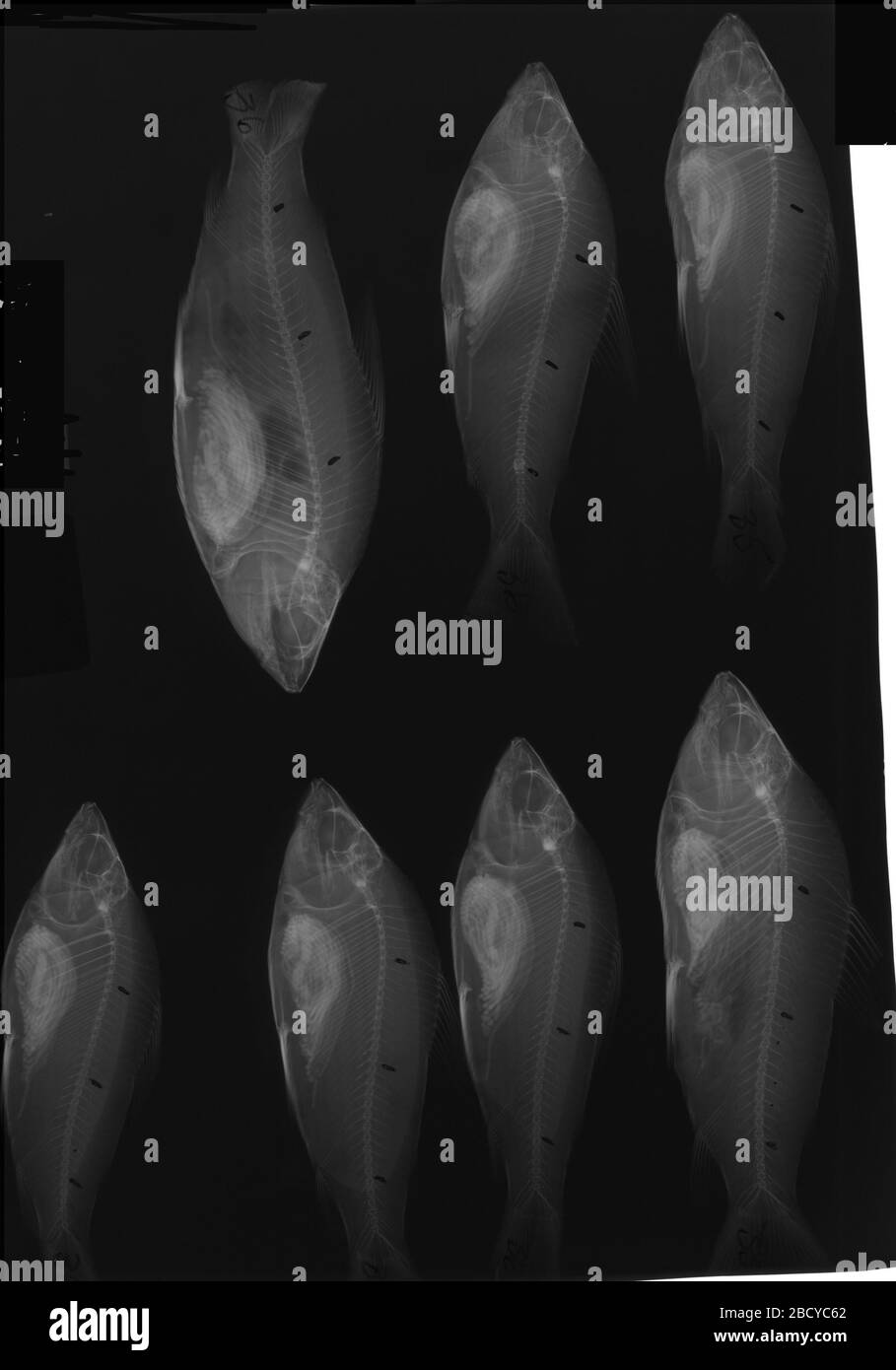 Curimata reticulata. 82.8 Jun 20178 Curimata reticulata Stock Photo - Alamy