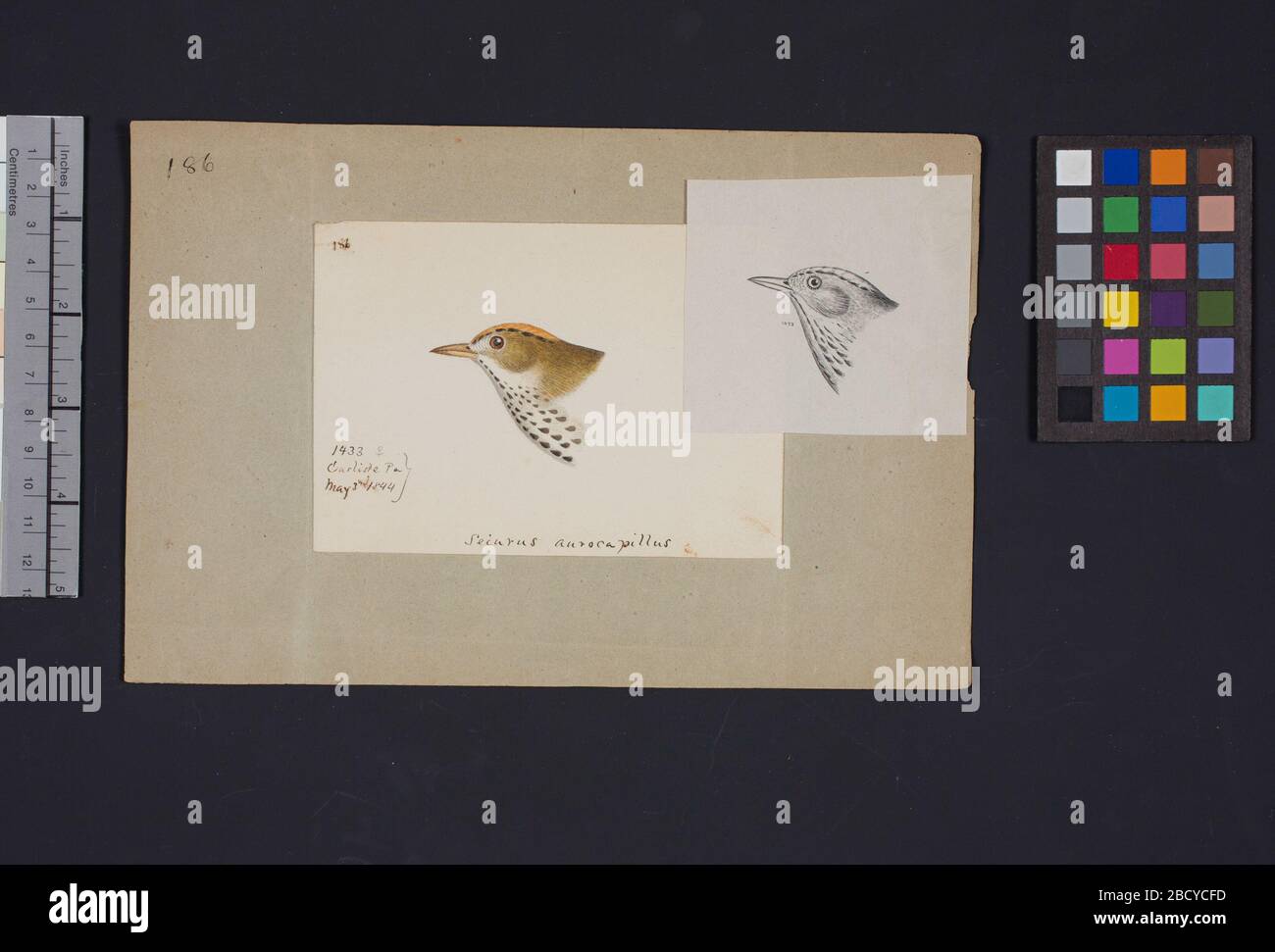 Robert Ridgway Bird Head Drawing 186. This drawing or engravings of ...