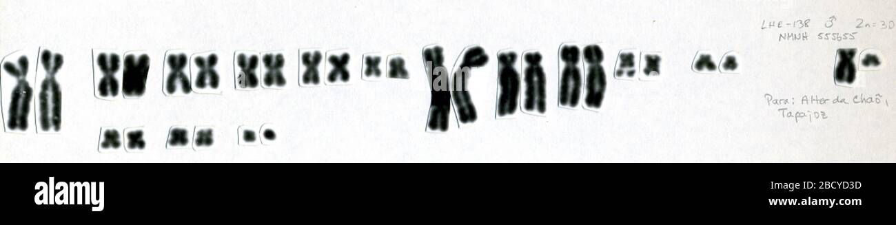 Proechimys roberti hi-res stock photography and images - Alamy