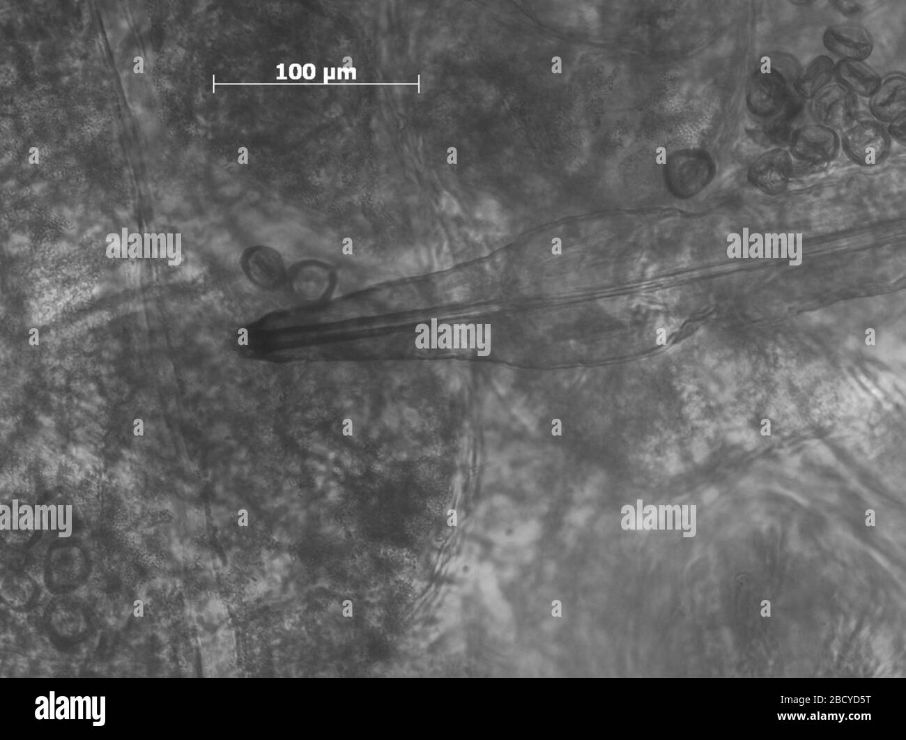 Masoni hi-res stock photography and images - Alamy