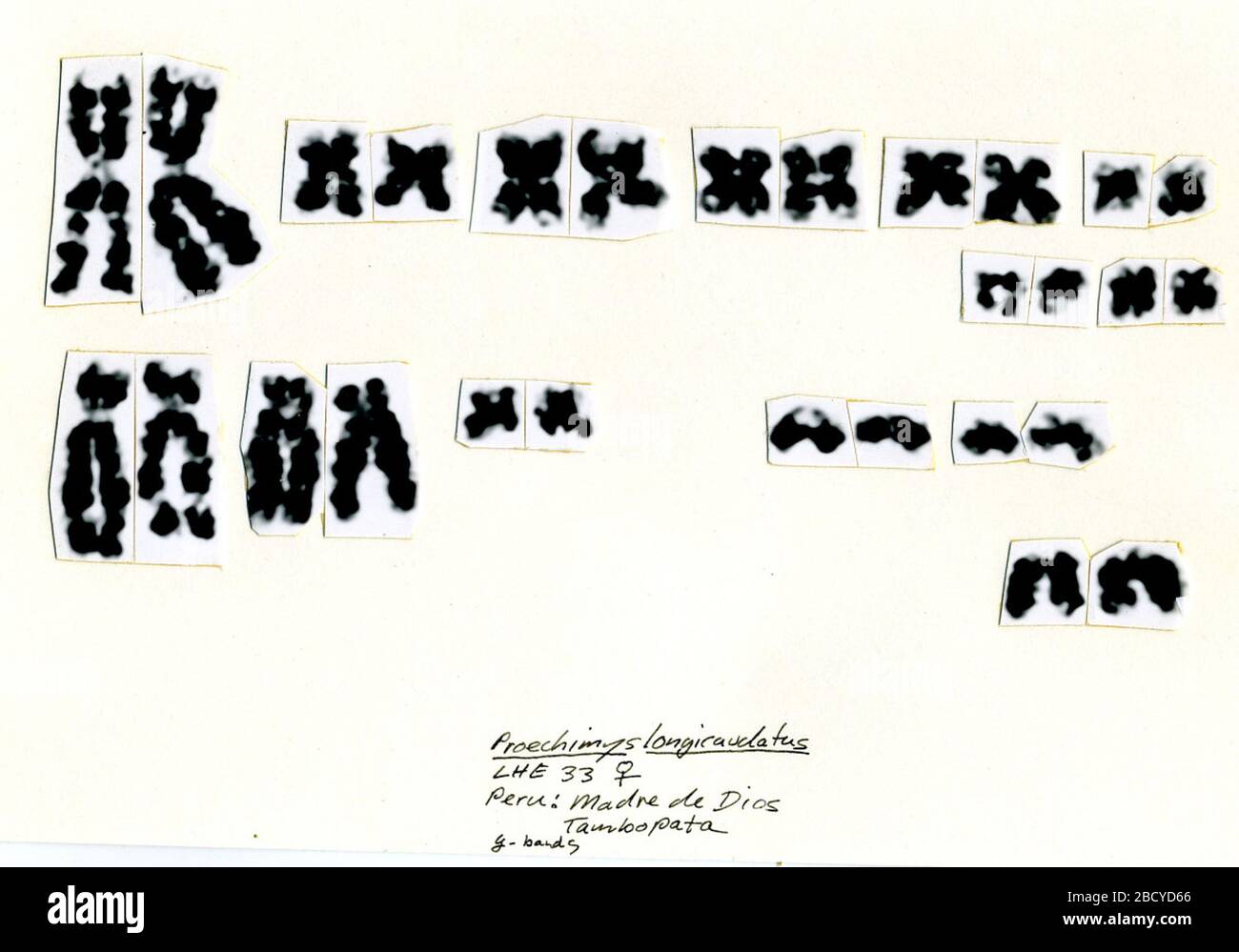 Proechimys hi-res stock photography and images - Alamy