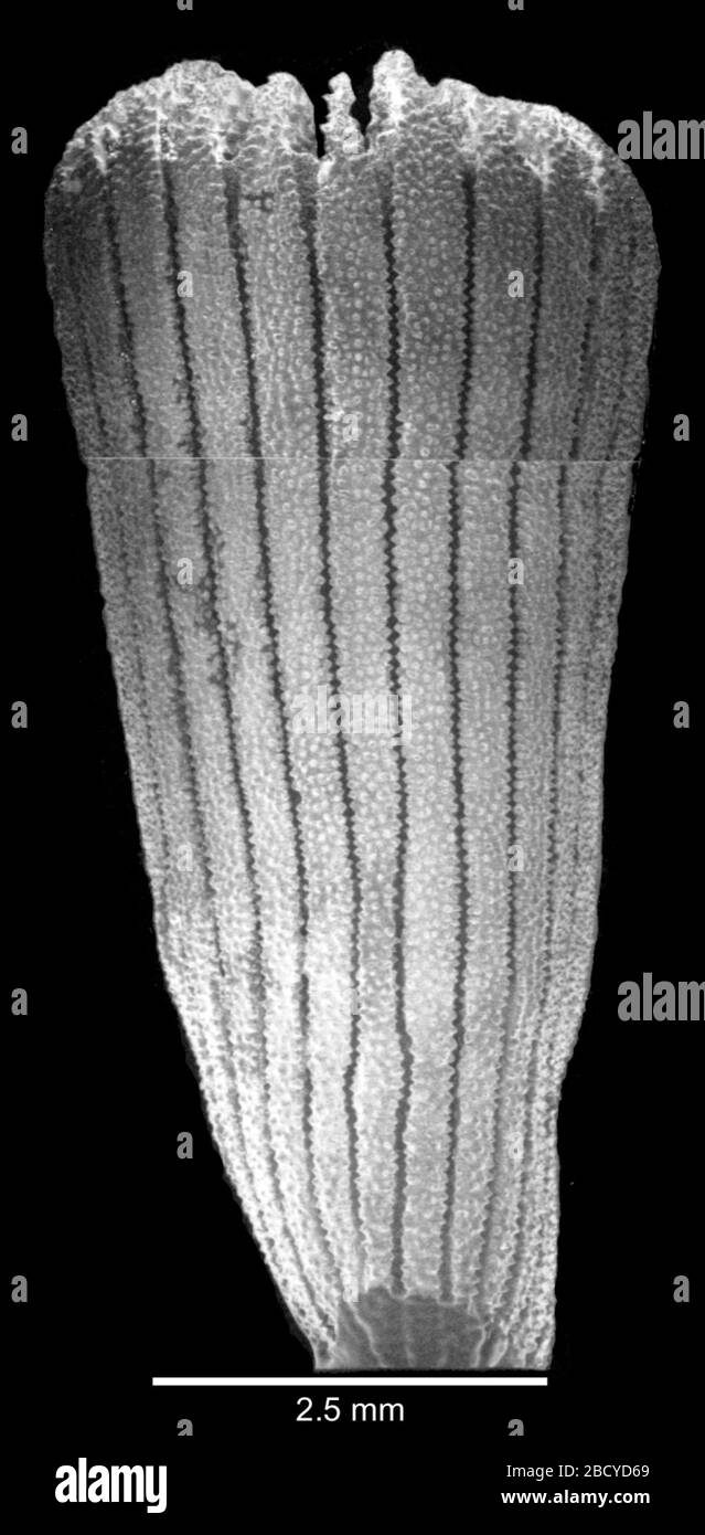 Laticostata hi-res stock photography and images - Alamy