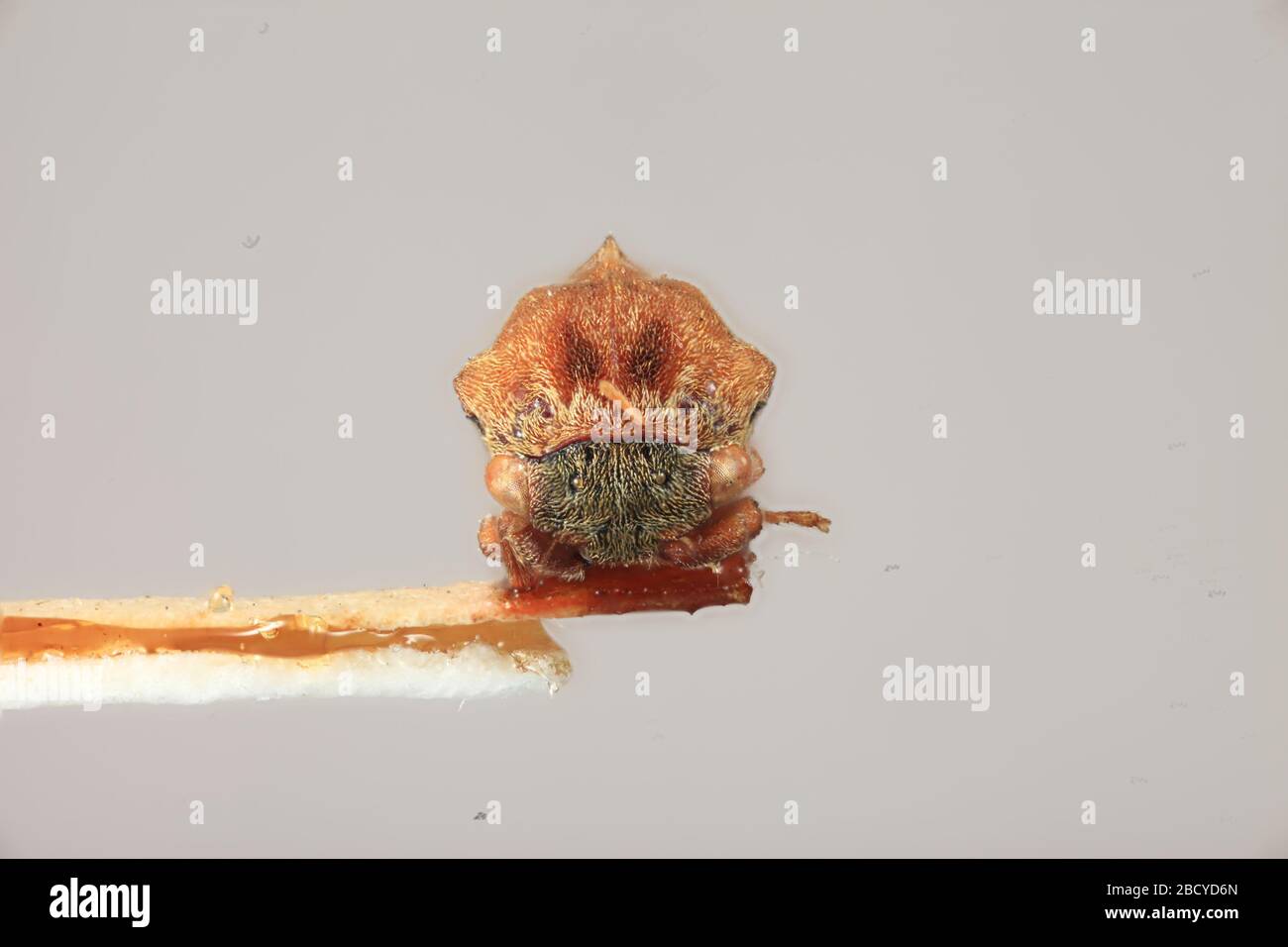 Gargara hi-res stock photography and images - Alamy