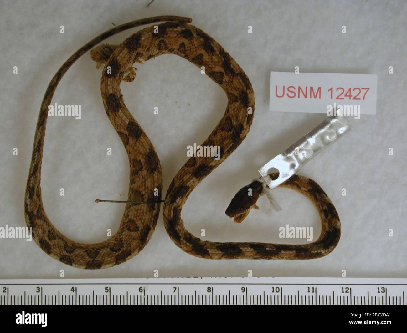 Nothopsis rugosus. 6 Aug 20141 Nothopsis rugosus Stock Photo - Alamy