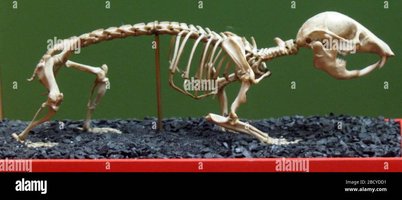 Spalax High Resolution Stock Photography and Images - Alamy