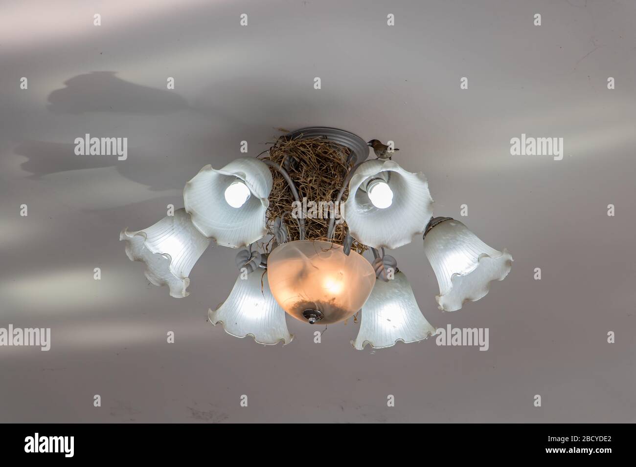 Bird's nest in a chandelier on the ceiling. Small bird sitting on the ...