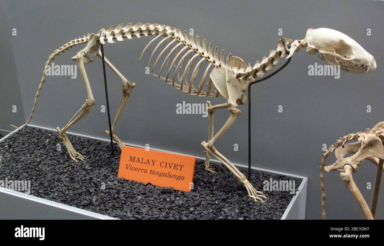 Viverra hi-res stock photography and images - Alamy