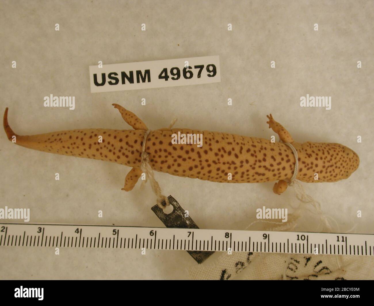 Pseudotriton ruber schencki. 2 Oct 20181 Pseudotriton ruber schencki ...