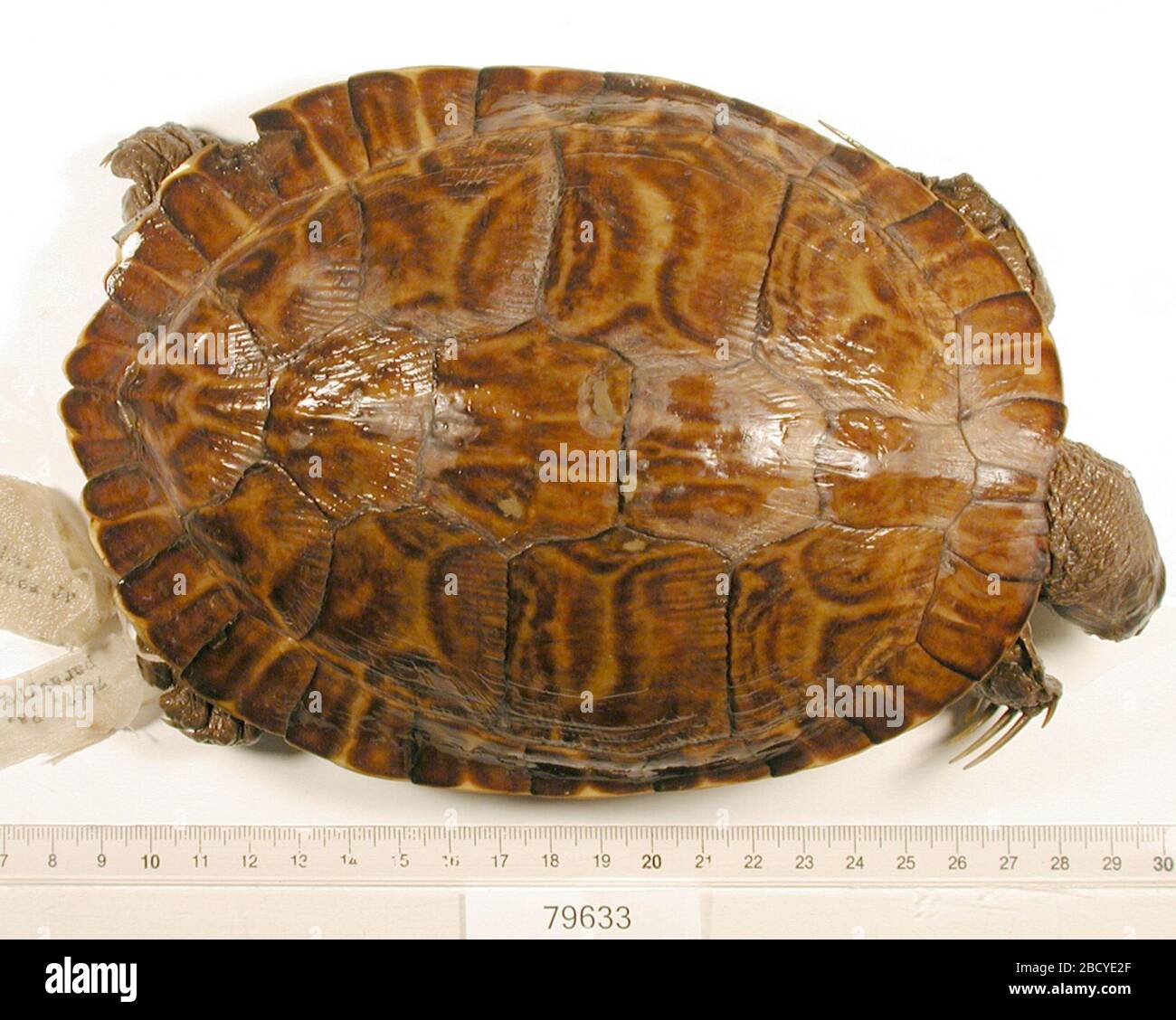Pseudemys concinna concinna. 2 Oct 20181 Pseudemys concinna concinna ...