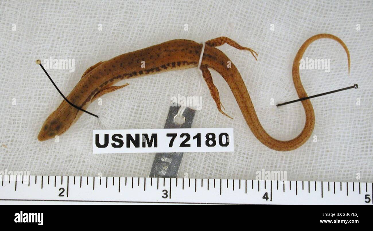 Scincella reevesii. 1 Oct 20181 Scincella reevesii Stock Photo - Alamy