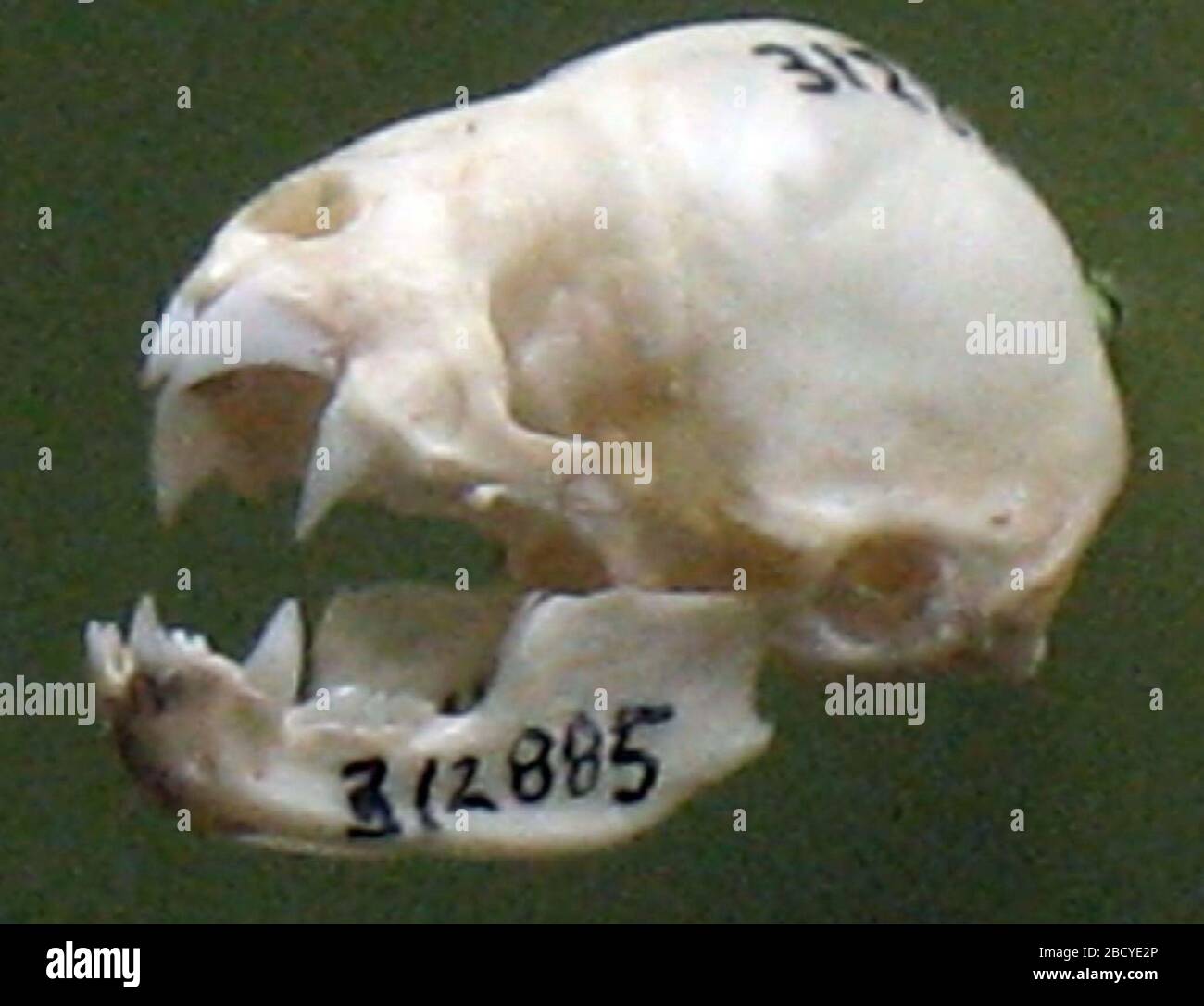 Desmodus rotundus. 20 Aug 20141 Desmodus rotundus Stock Photo - Alamy