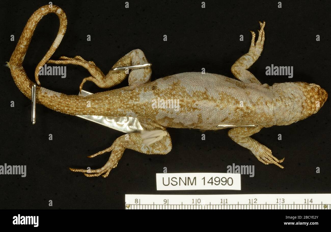 Microlophus pacificus. 2 Oct 20181 Microlophus pacificus Stock Photo ...