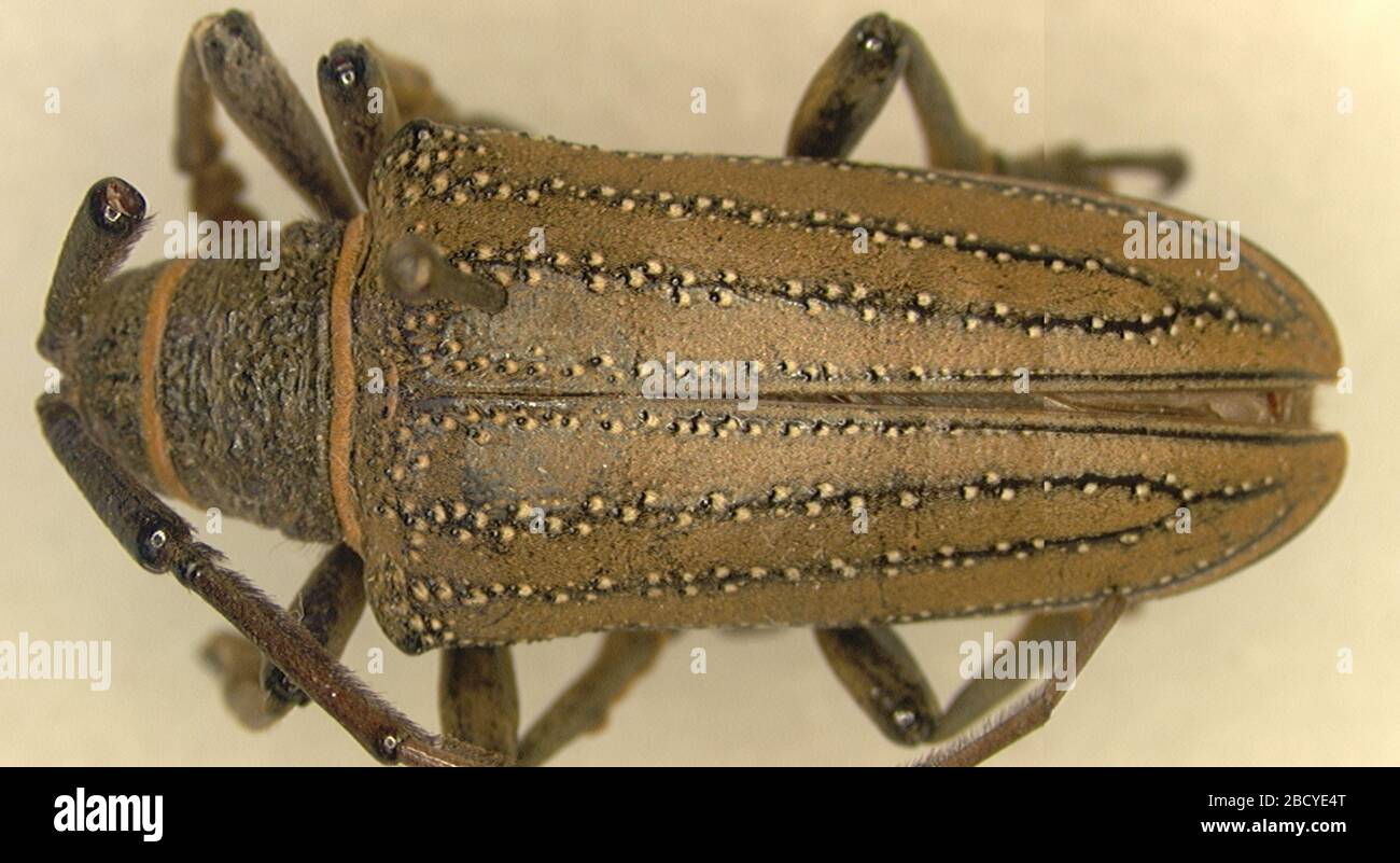 Jamesia lineata hi-res stock photography and images - Alamy