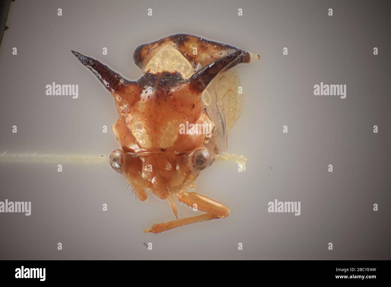 Poppea hi-res stock photography and images - Alamy