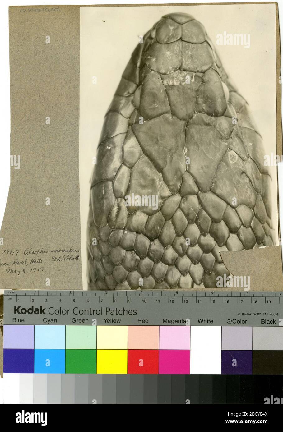 Anomalus hi-res stock photography and images - Alamy