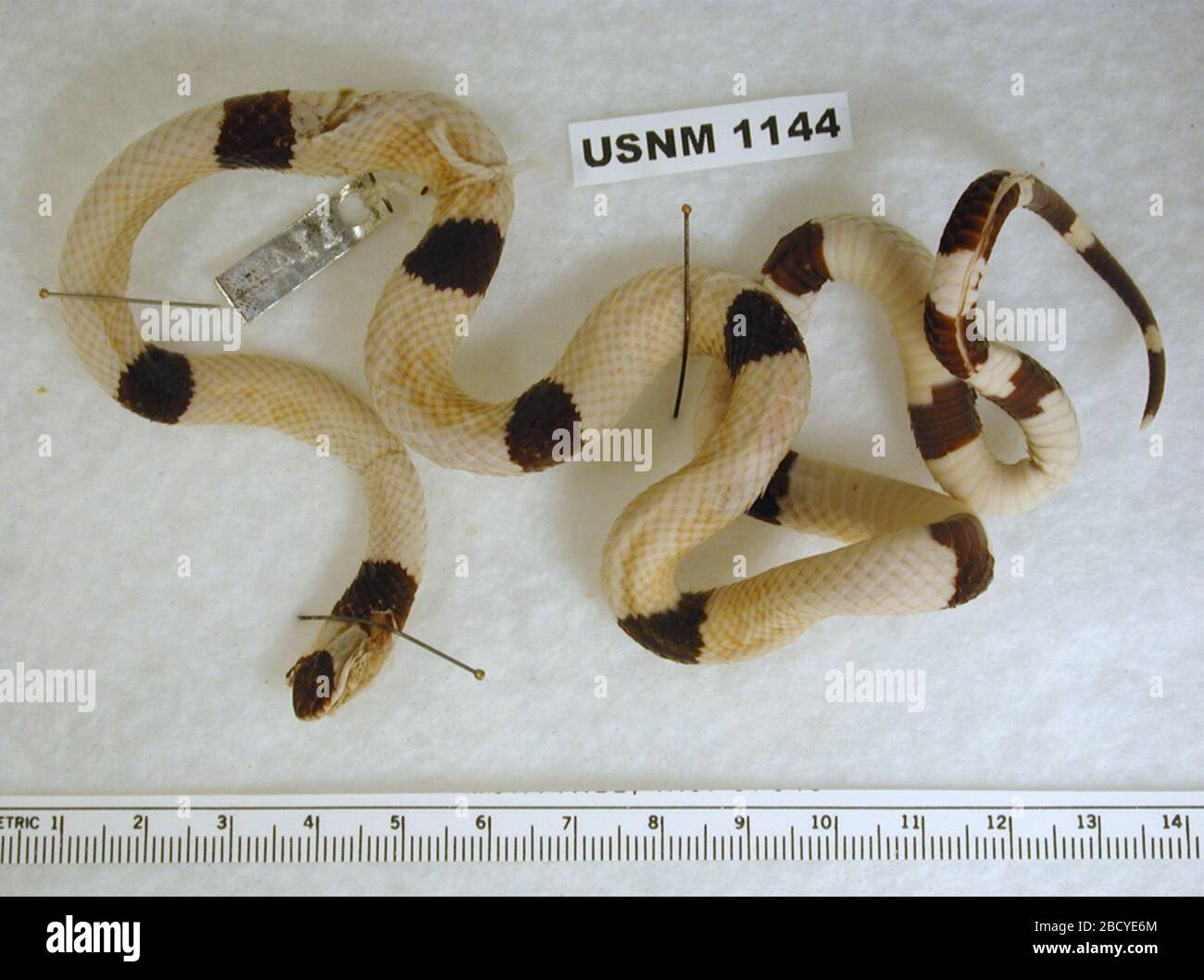 Micrurus distans. 6 Aug 20141 Stock Photo - Alamy