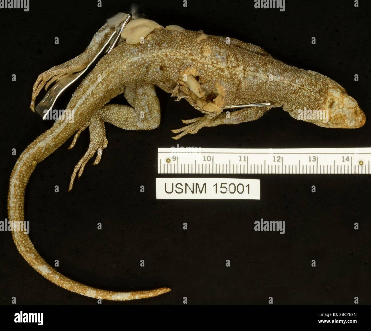 Microlophus pacificus. 2 Oct 20181 Microlophus pacificus Stock Photo ...