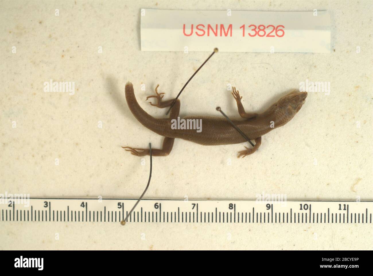 Emoia hi-res stock photography and images - Alamy