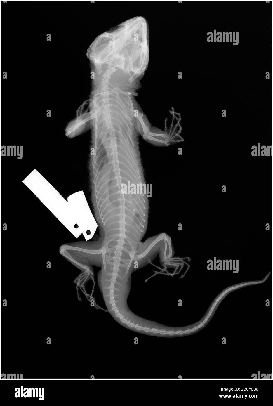 Xenosaurus grandis. 2 Oct 20181 Xenosaurus grandis Stock Photo - Alamy