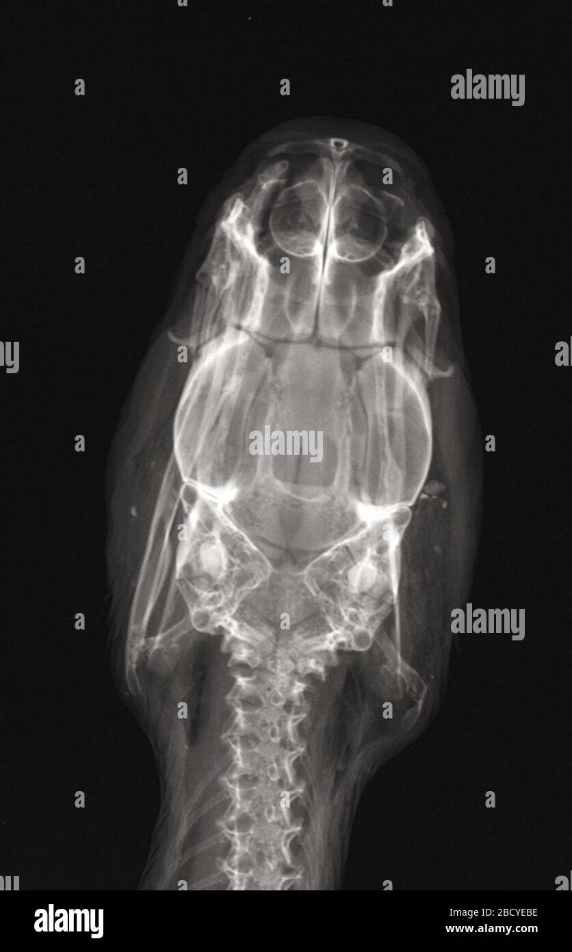 Azemiops feae. 2 Oct 20181 Azemiops feae Stock Photo - Alamy