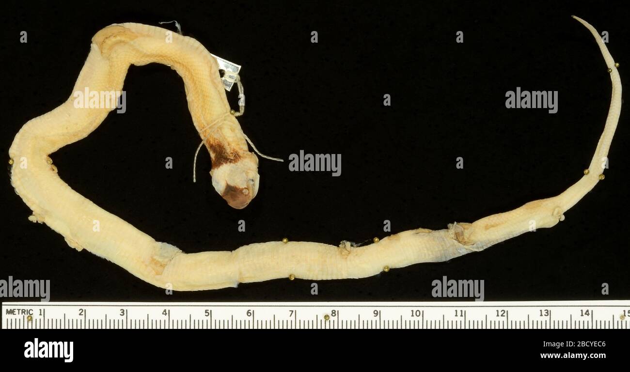Herpetological diversity hi-res stock photography and images - Alamy