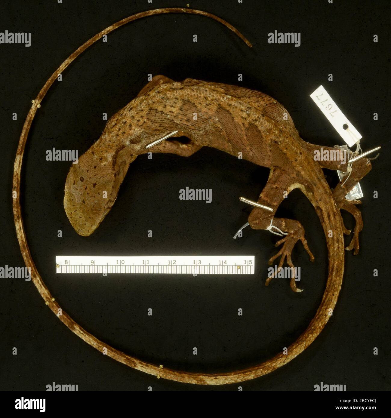 Polychrus gutturosus. 5 Nov 20171 Polychrus gutturosus Stock Photo - Alamy