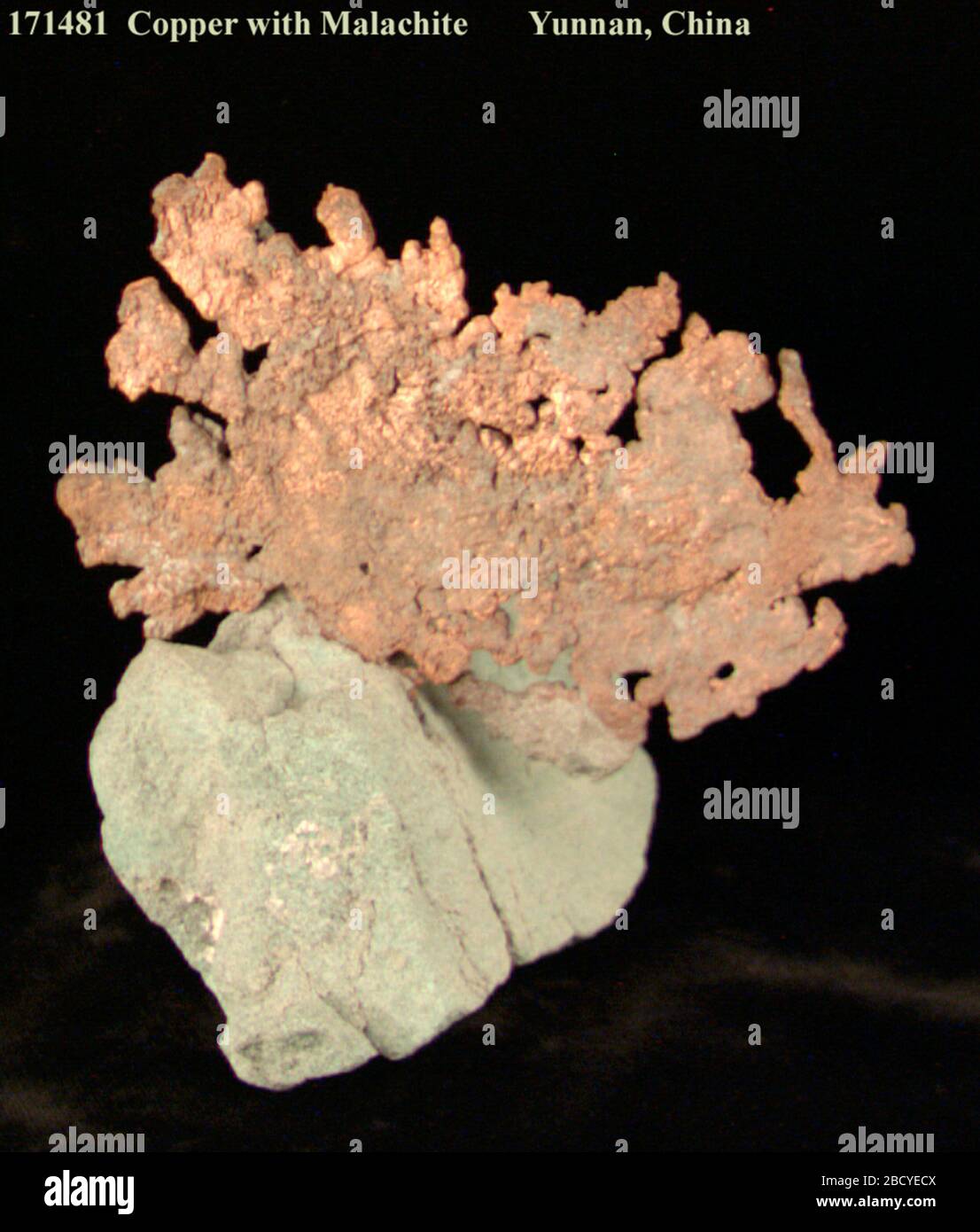 Copper with malachite (NMNH 171481-00) from the National Mineral ...