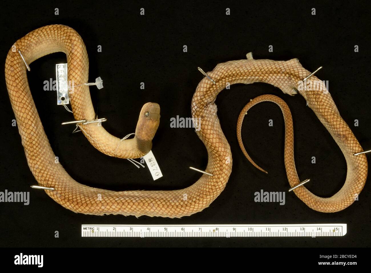 Snake species management hi-res stock photography and images - Alamy
