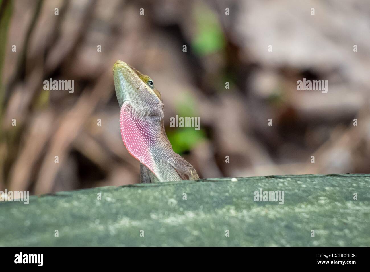 A Carolina anole, also known as a green anole flaring out is dewlap as ...