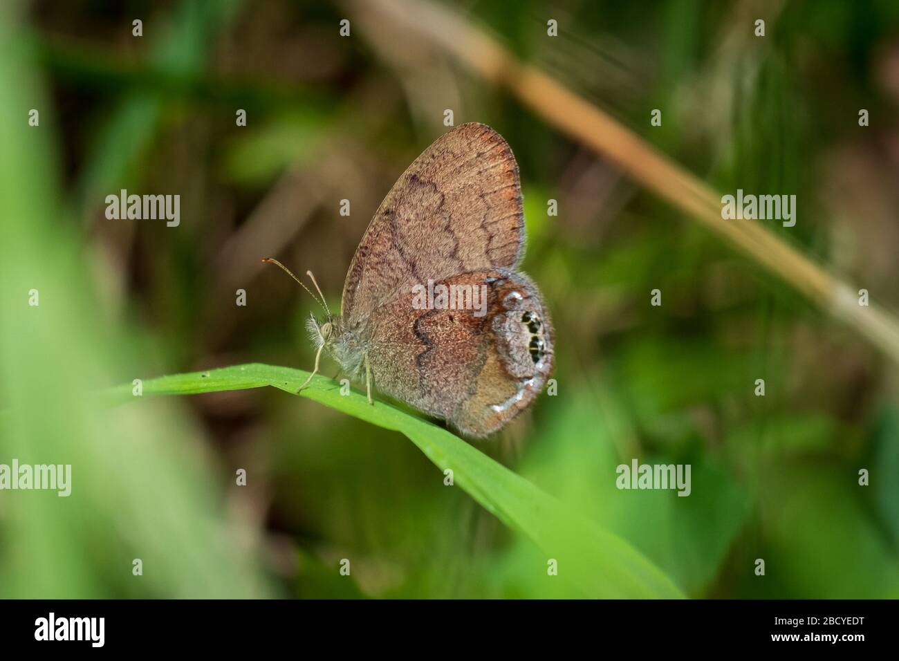 Satyr butterfly hi-res stock photography and images - Alamy