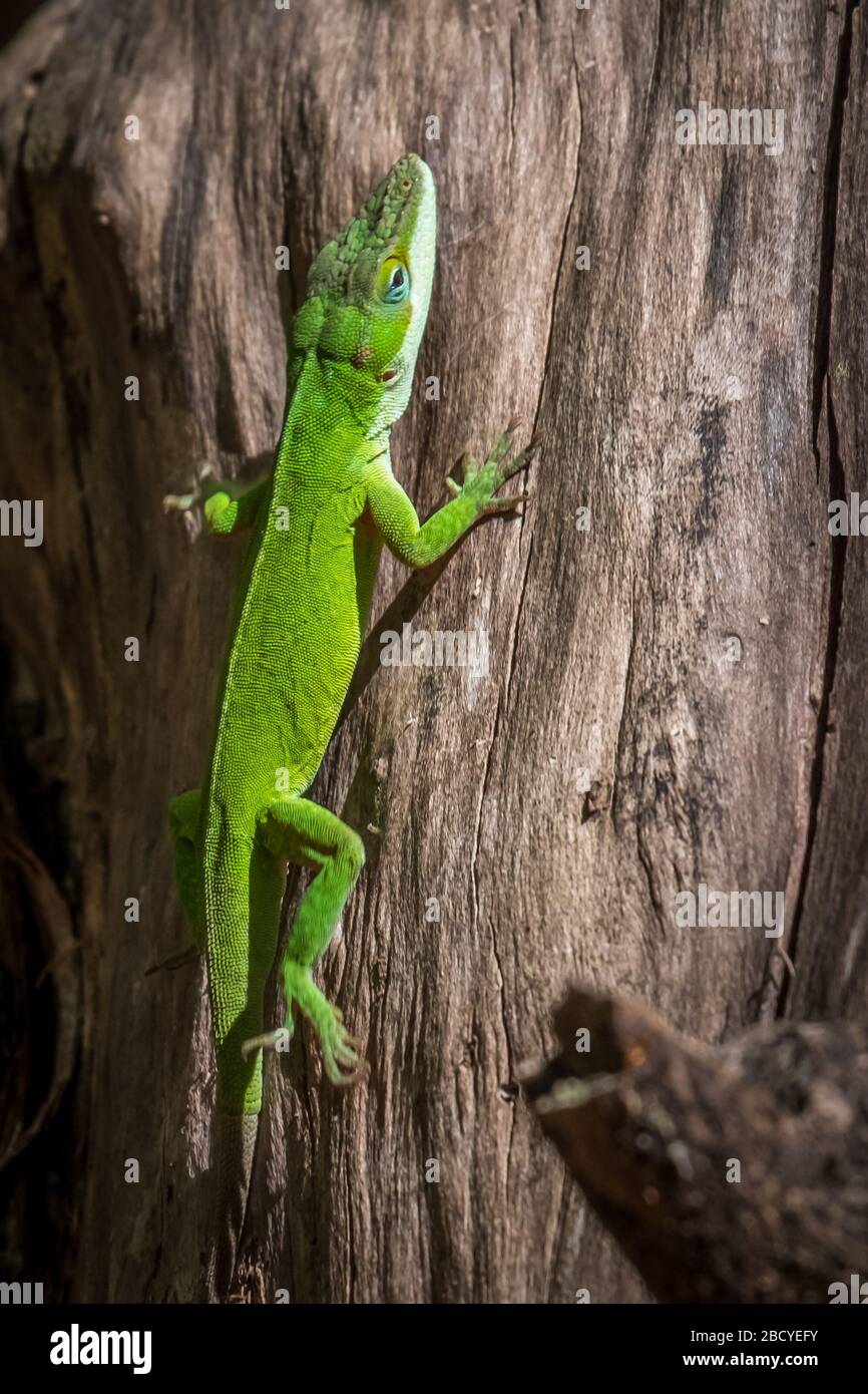 A Carolina anole, also known as a green anole climbing up the trunk of ...